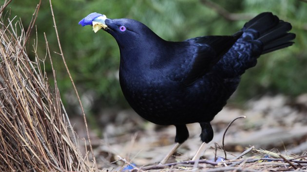 Ten Strange, Endearing and Alarming Animal Courtship Rituals - Cool ...