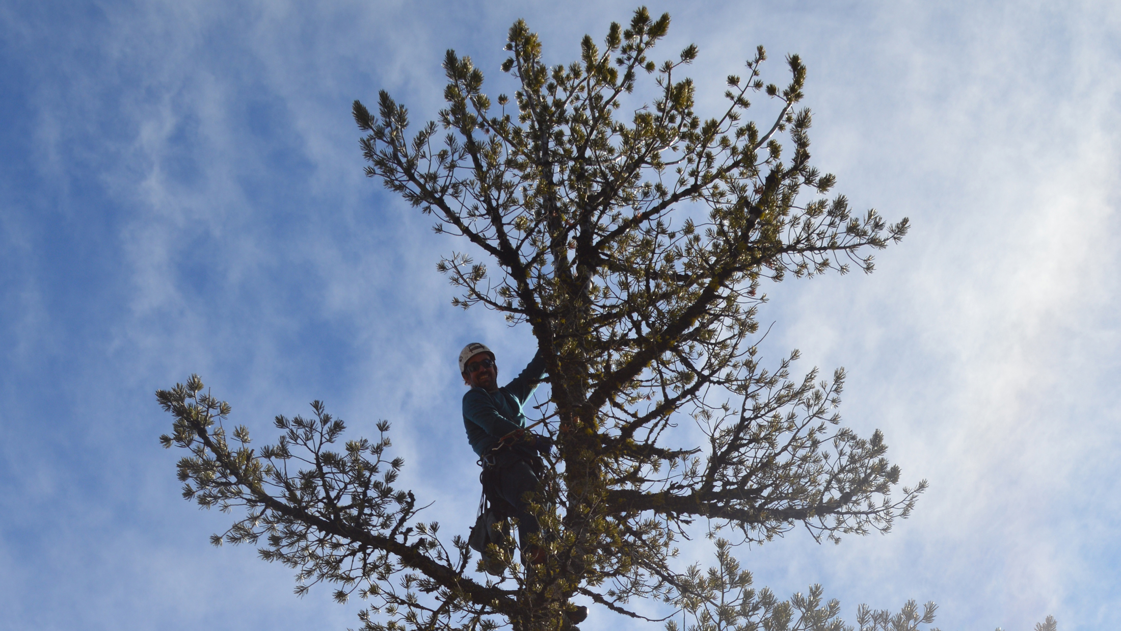 Harvesting Whitebark Pine Cones to Save a Forest - Cool Green Science