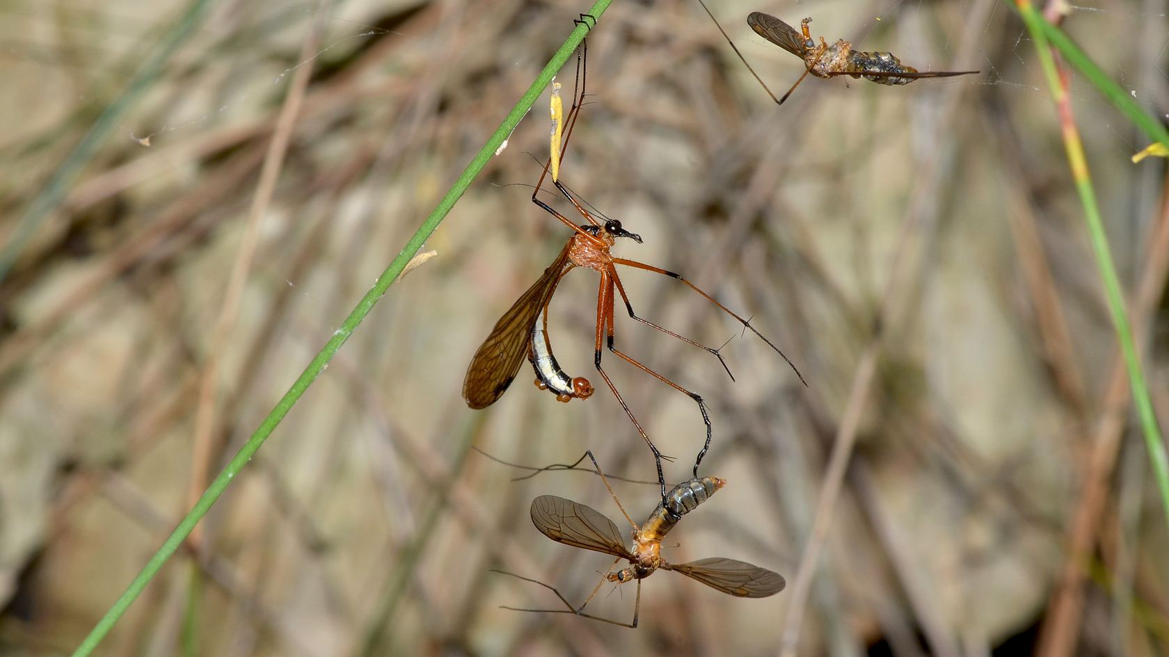 Ten Strange, Endearing and Alarming Animal Courtship Rituals - Cool ...