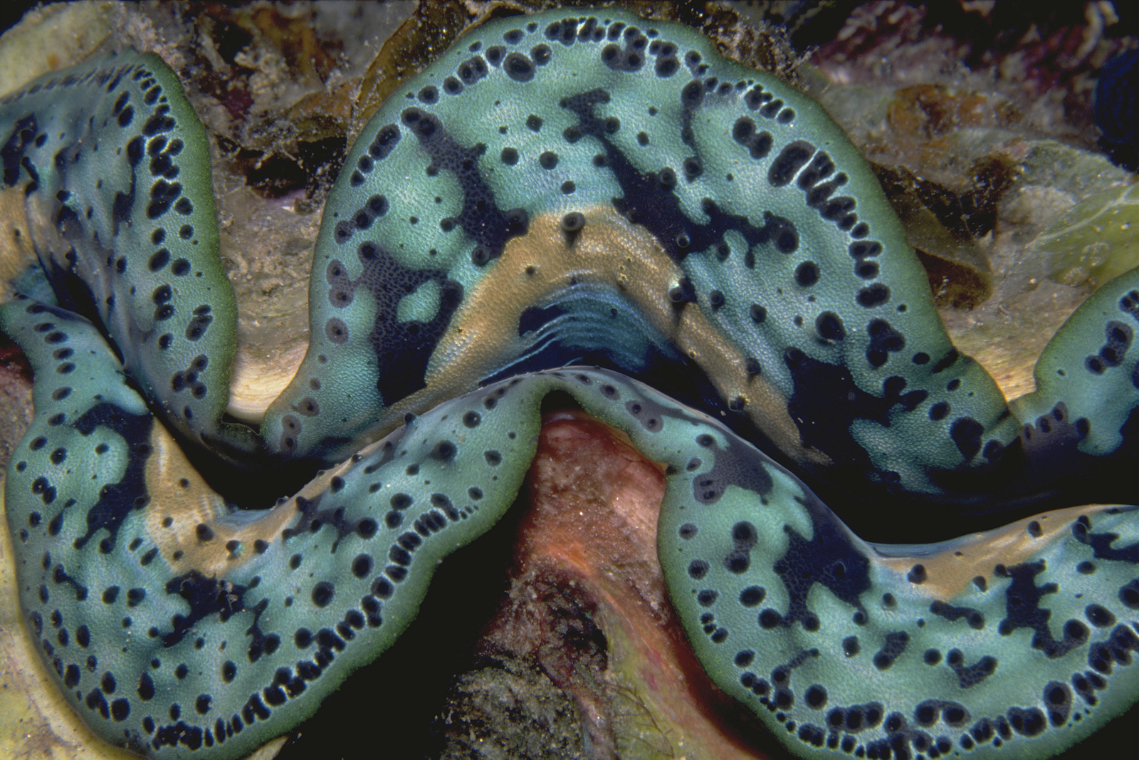 Adventures in Alternative Energy: Giant Clam Edition
