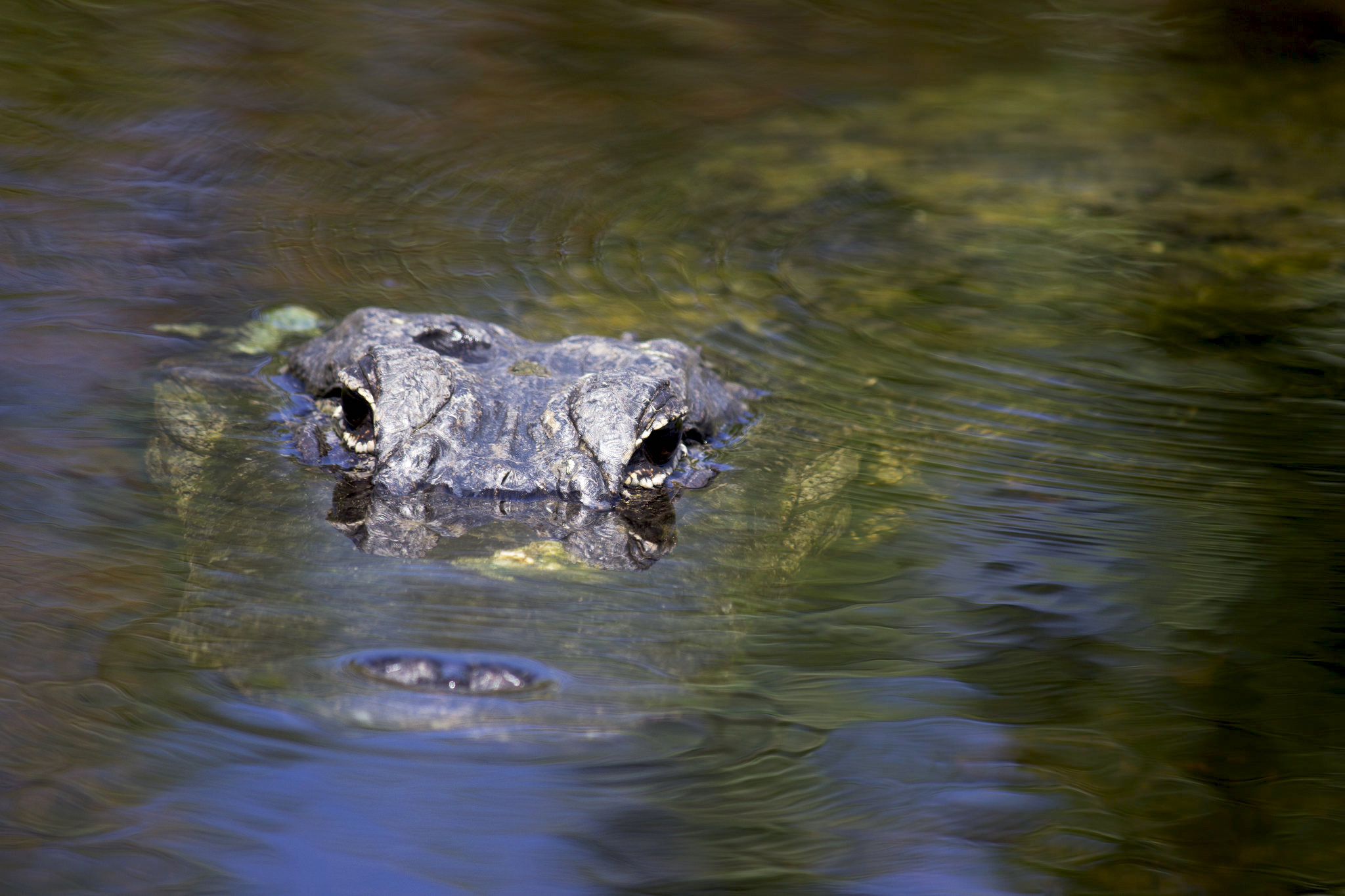 The Alligator in the Basement: Breeding Bird Colonies Benefit Alligator ...