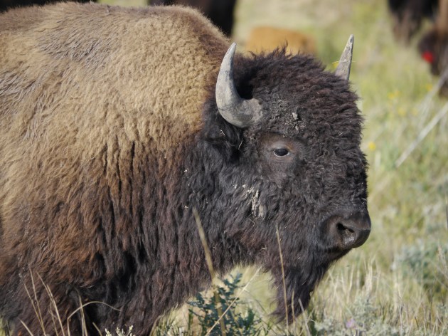 The Incredible Shrinking Bison, an Unexpected Impact of Climate Change ...