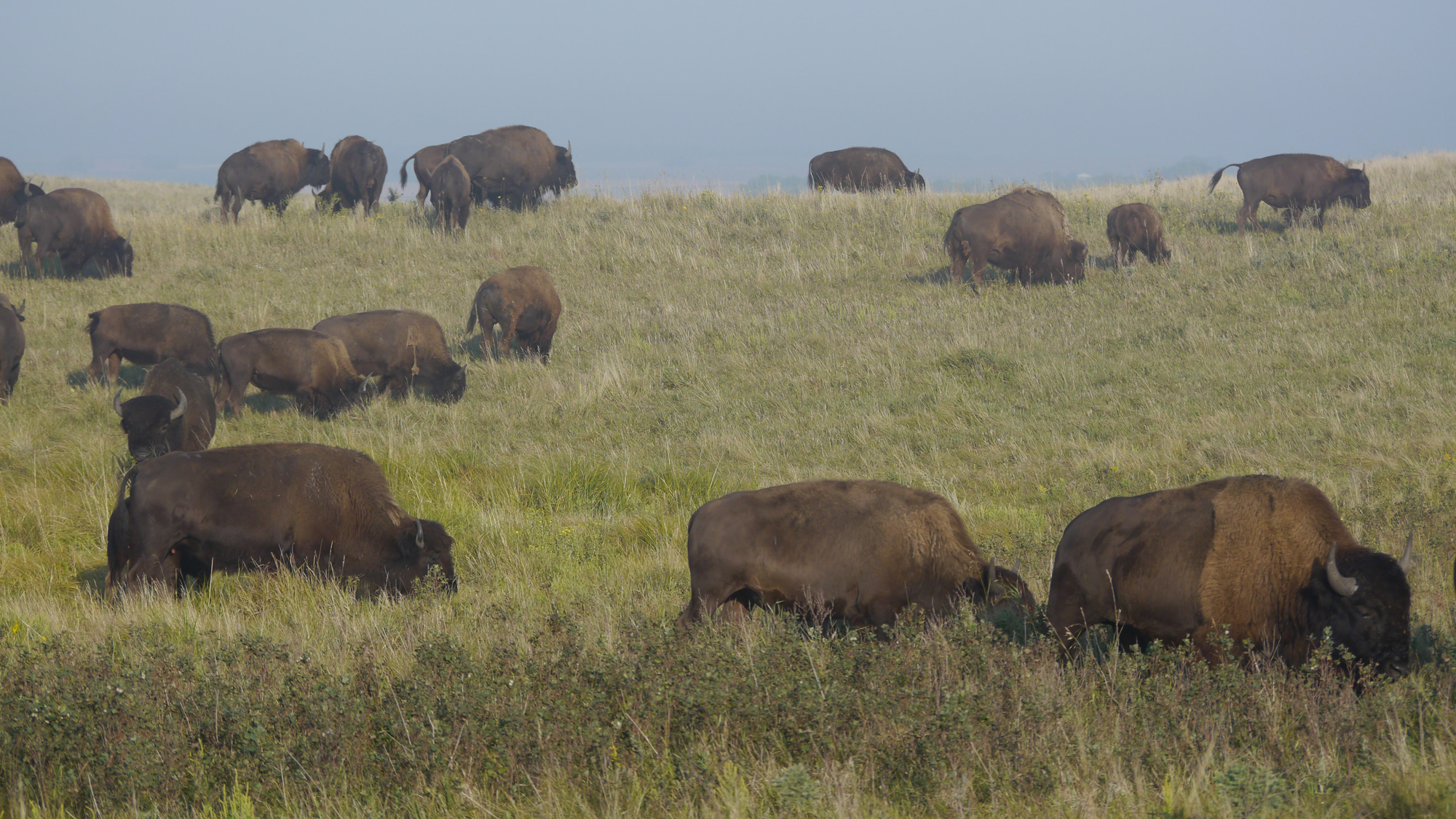 The Incredible Shrinking Bison, an Impact of Climate Change