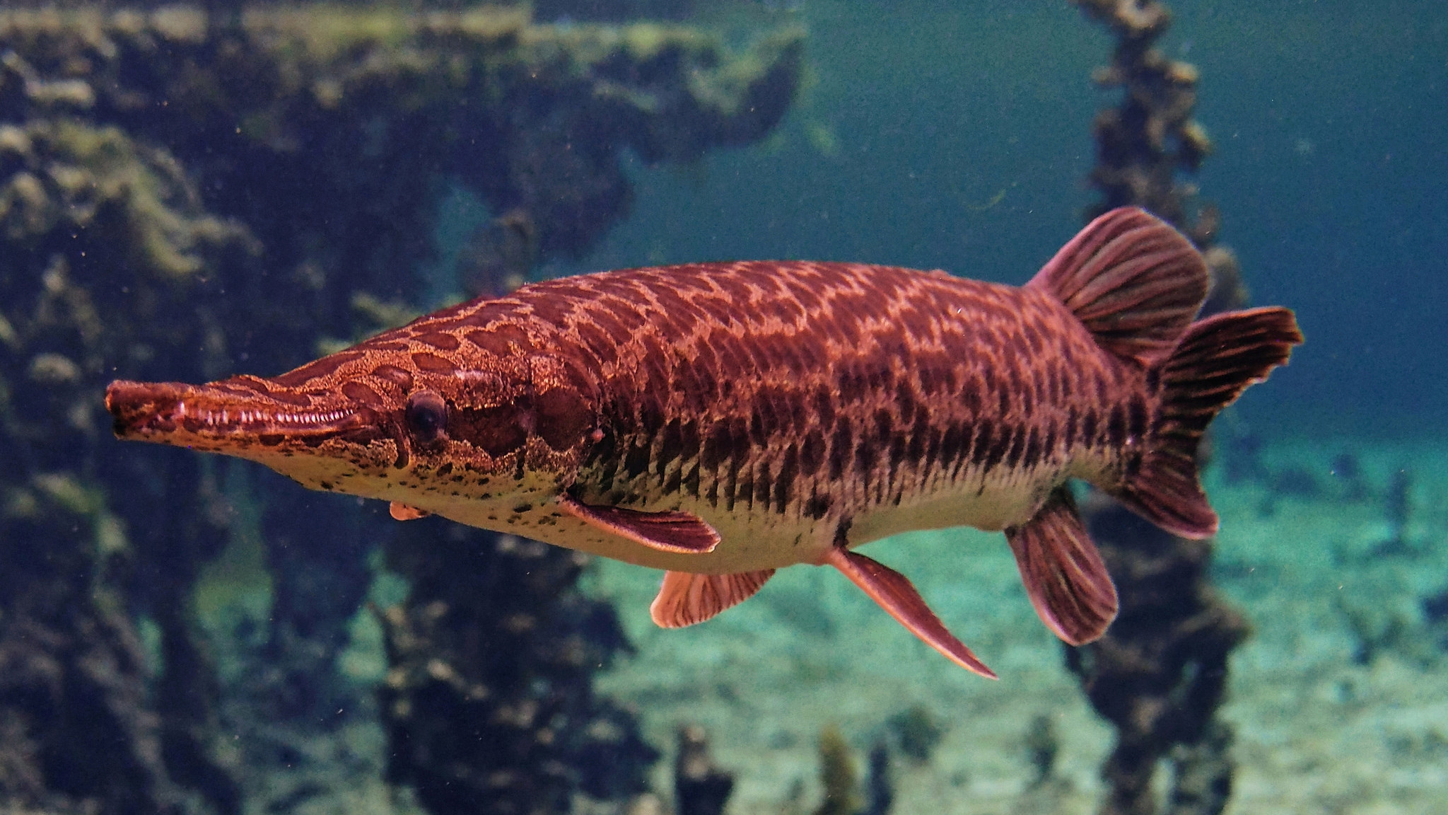 6 Great New Books for the Fish Nerd’s Library Cool Green Science