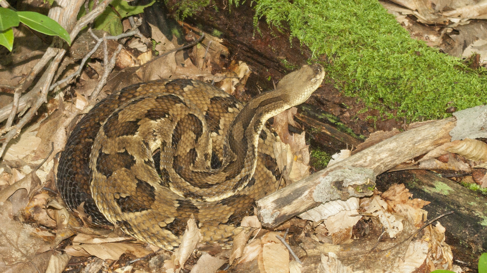 Recovery: Saving Timber Rattlesnakes