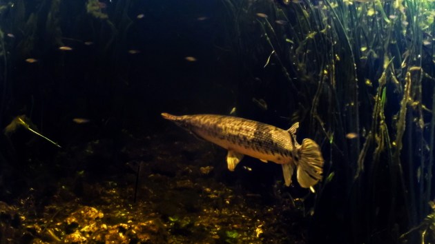 Gar Wars: A Fish Force Awakens - Cool Green Science