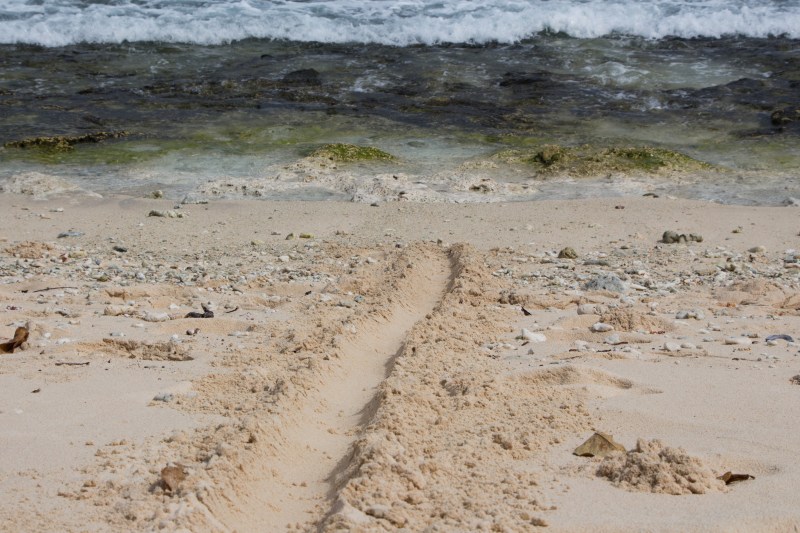 The Arnavons: Community-led Conservation for Hawksbill Turtles