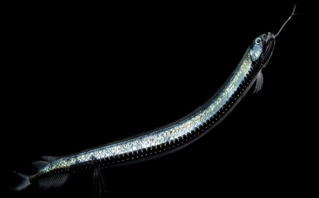 Life in the Dark: Never-Before-Photographed Sea and Cave Creatures ...