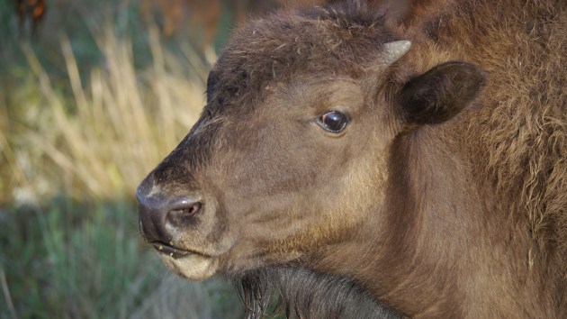 Watching a Baby Bison Die - Cool Green Science