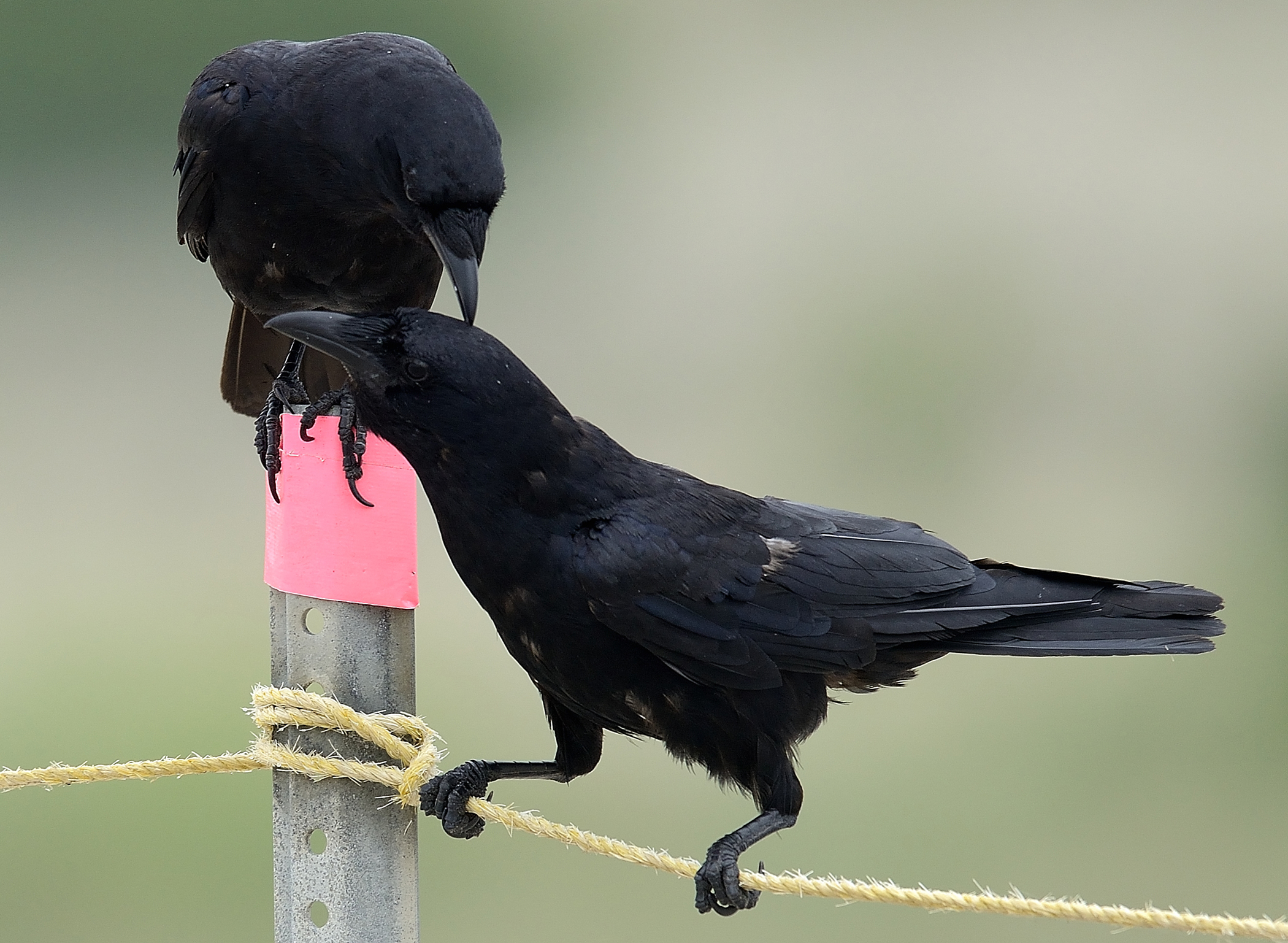 A Surprising Look at Crow Family Life - Cool Green Science