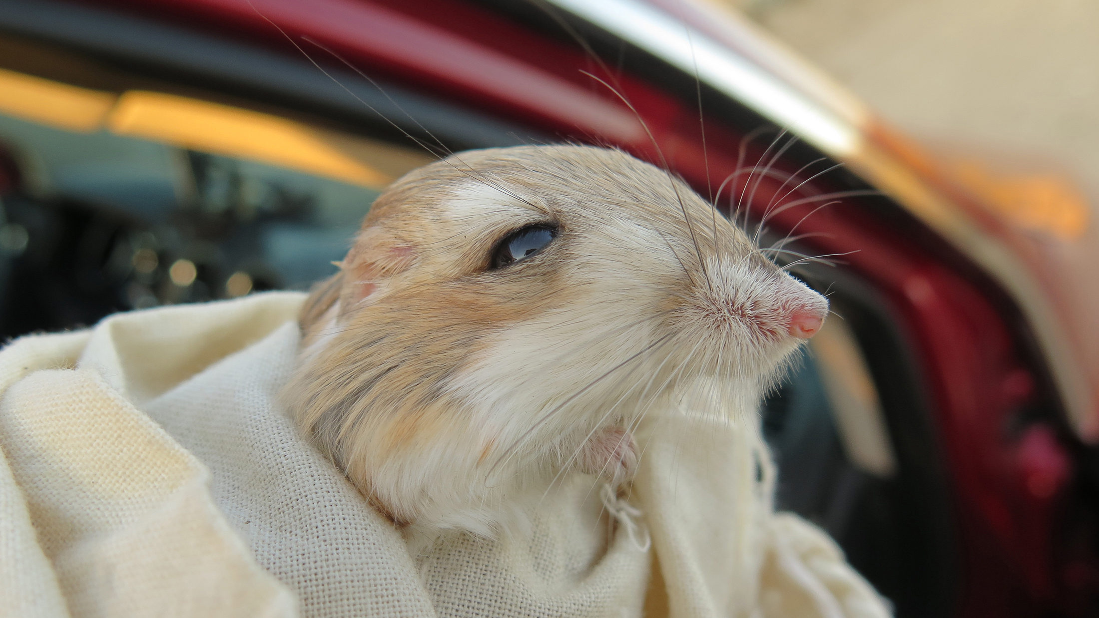10 Overlooked Wildlife Experiences in Our National Parks - Cool Green ...