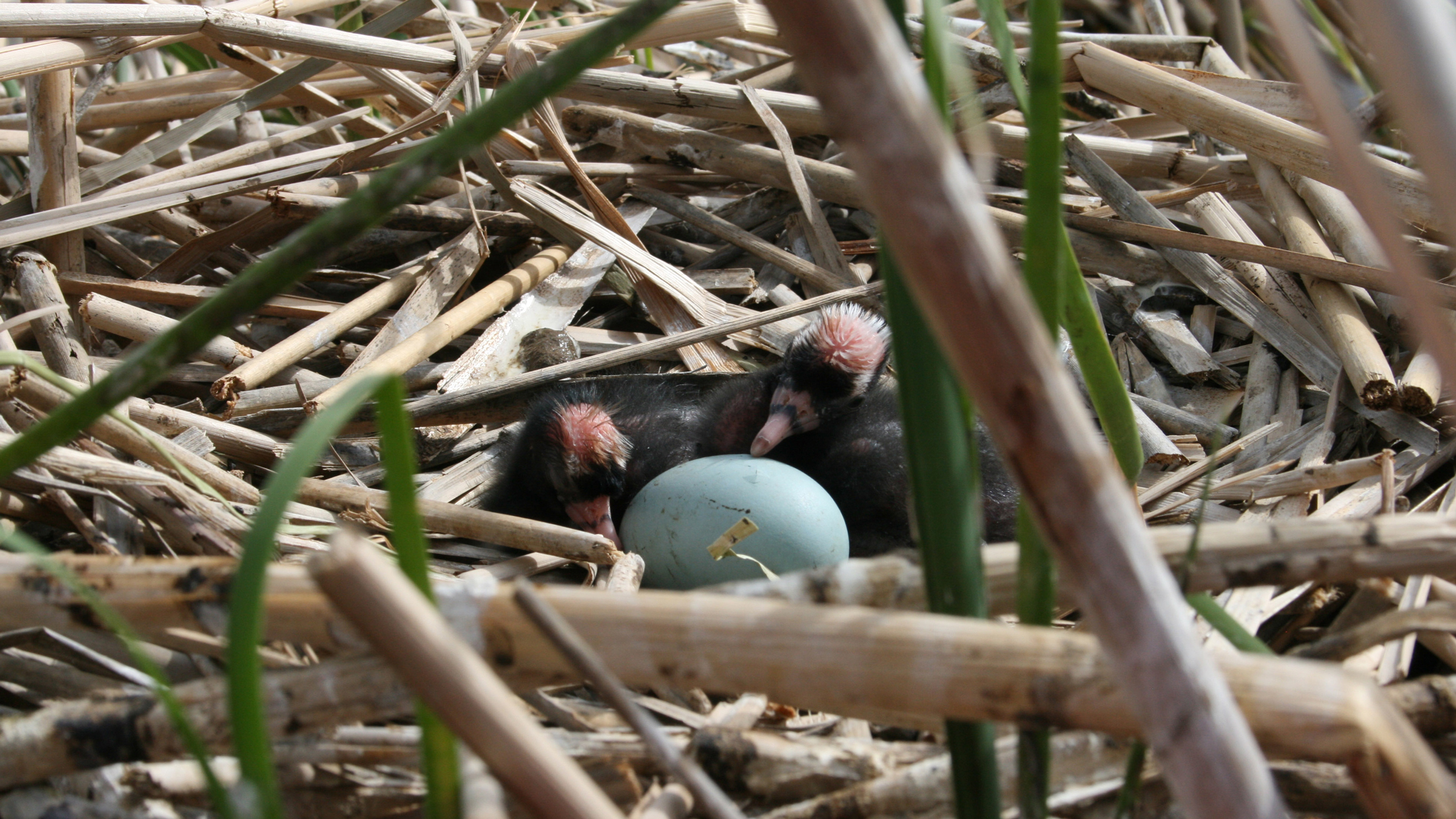 A Cruise to a Nesting Ibis Colony - Cool Green Science