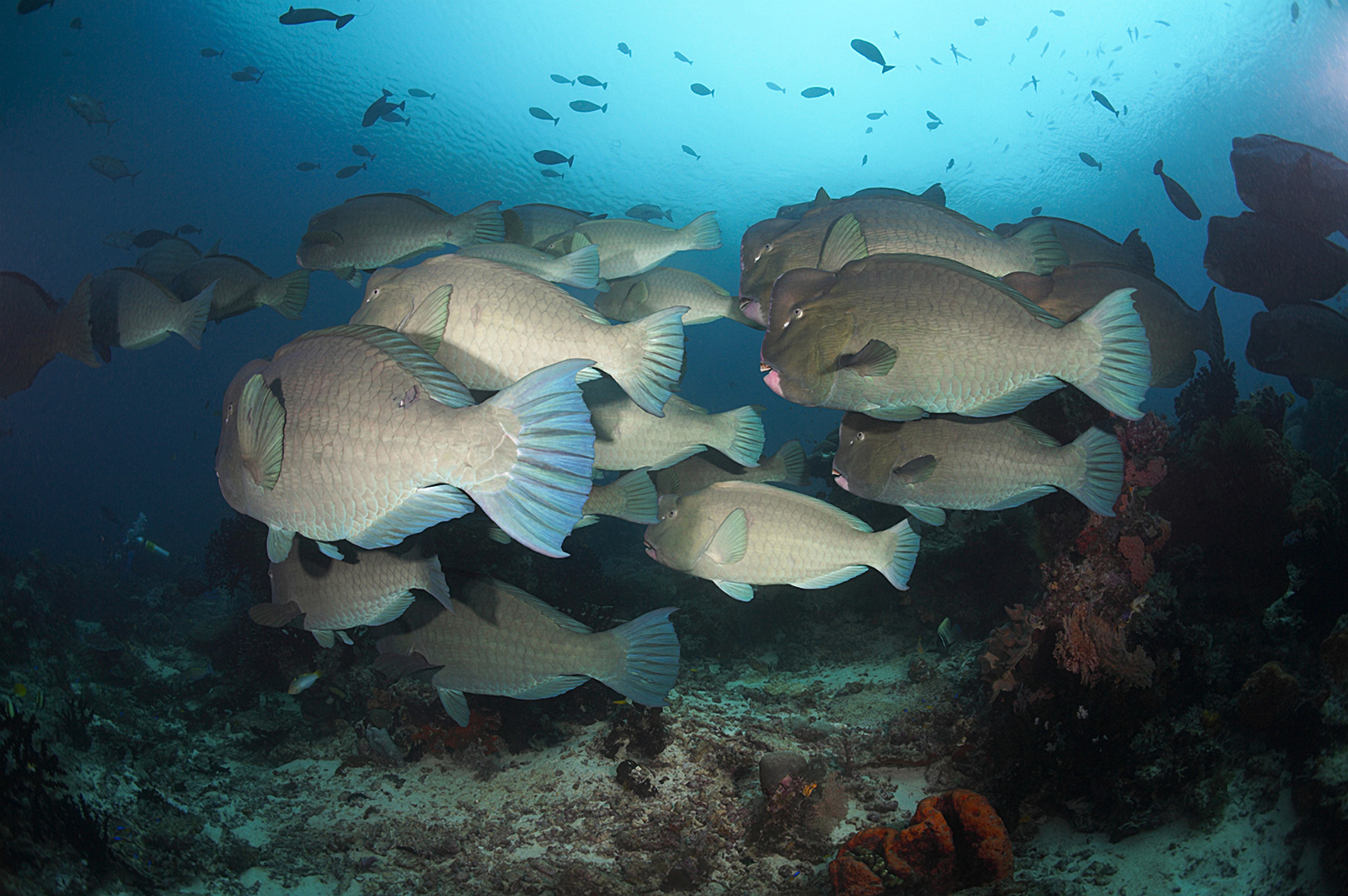 Hyperstability: The Achilles' Heel of Data-poor Fisheries