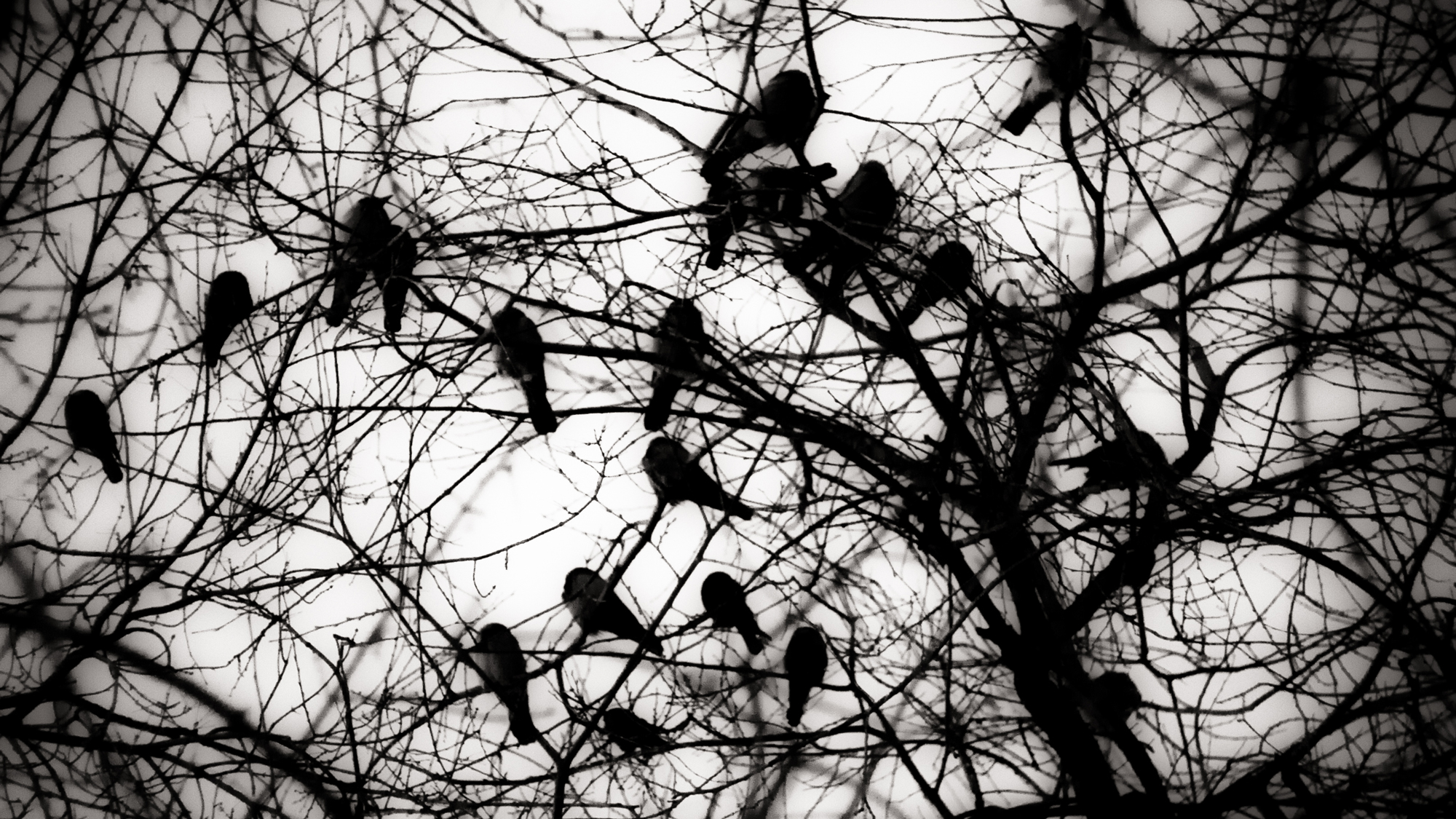 A Murder of Crows: When Roosting Crows Come to Town - Cool Green Science