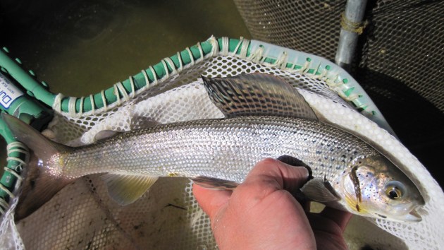 Recovery: Saving Grayling With a Carrot and Stick - Cool Green Science
