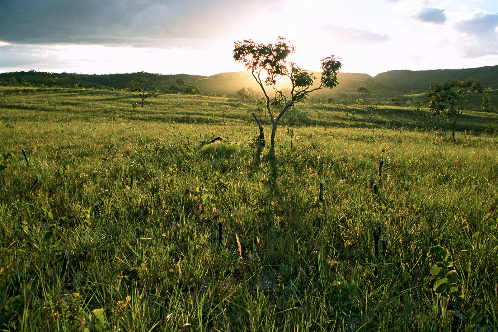 Agricultural Planning for Conservation in the Brazilian Cerrado