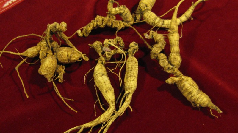 Ginseng Digging: Local Traditions and Global Markets for Appalachia’s ...