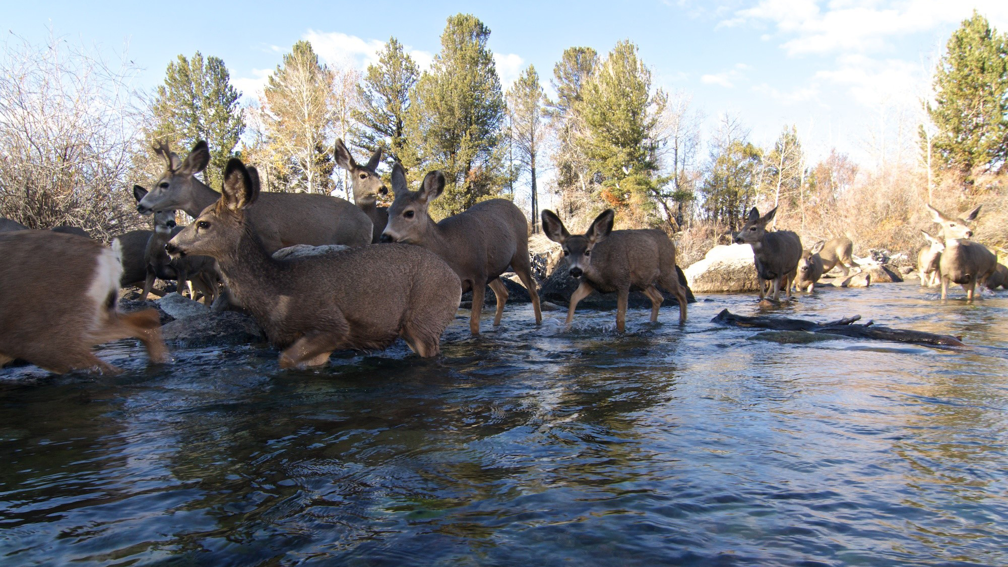 The Ultimate Guide to Yellowstone Wildlife Viewing - Cool Green Science