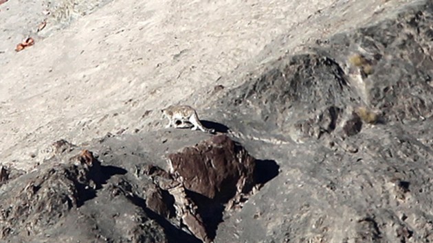 Where to See 10 Impossibly Elusive Mammals - Cool Green Science