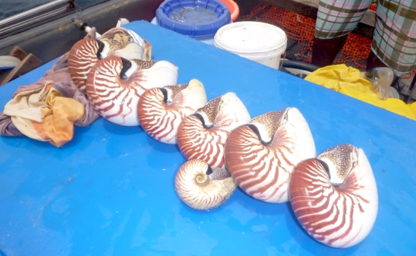 Searching for A Rare Nautilus, Round 2