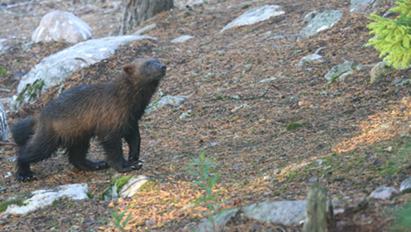 Where to See 10 Impossibly Elusive Mammals - Cool Green Science