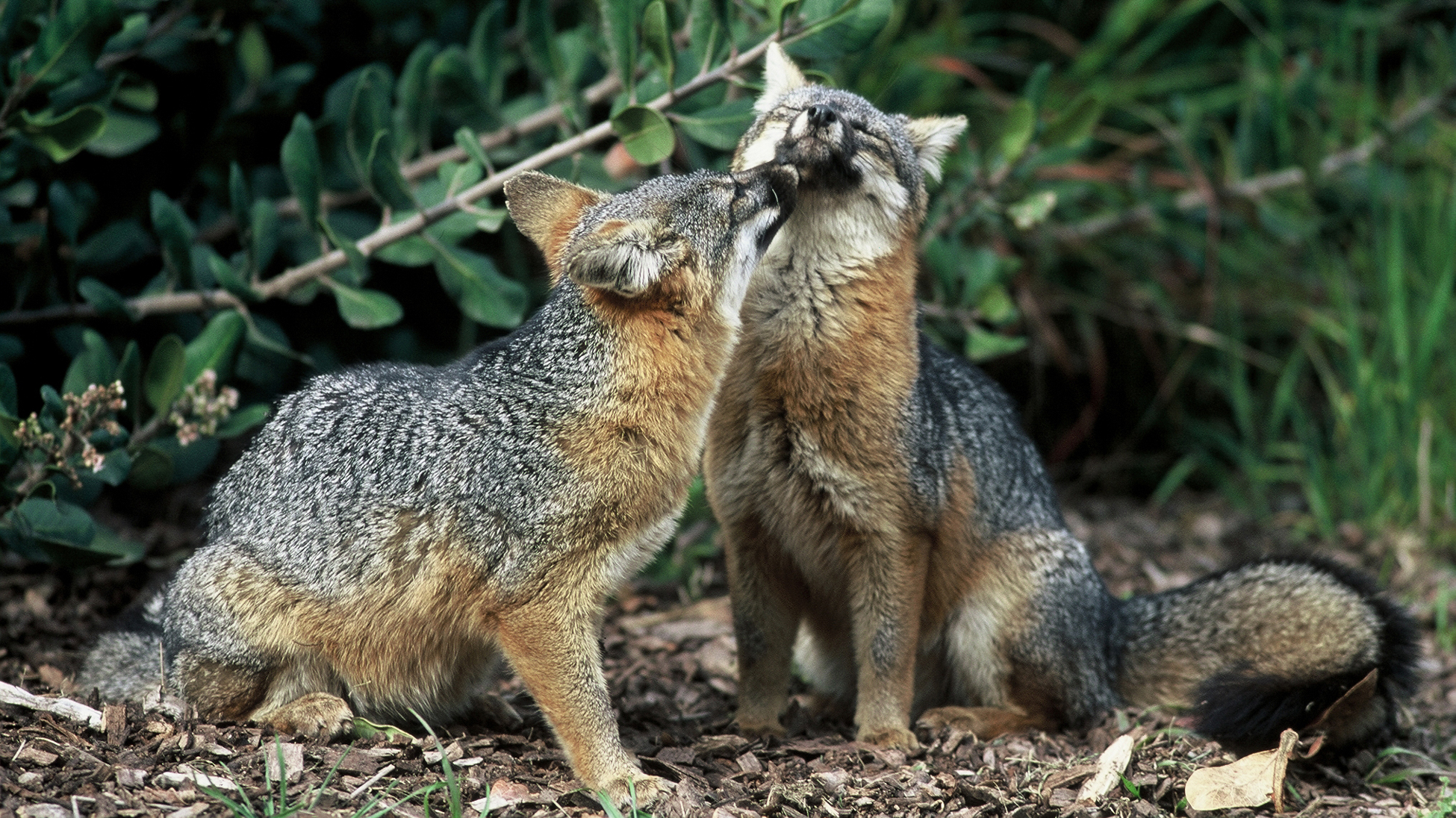 Recovery: America’s Dwarf Fox Gets a Second Chance - Cool Green Science
