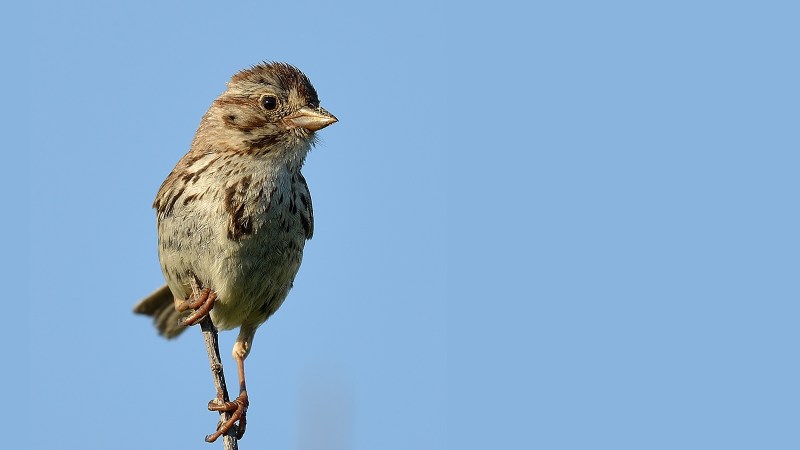 The Battles of Song Sparrows: How a Scientific Outsider Changed How We ...