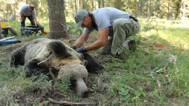 Get Up Close and Personal With a Grizzly: Trapping Bears for Science ...