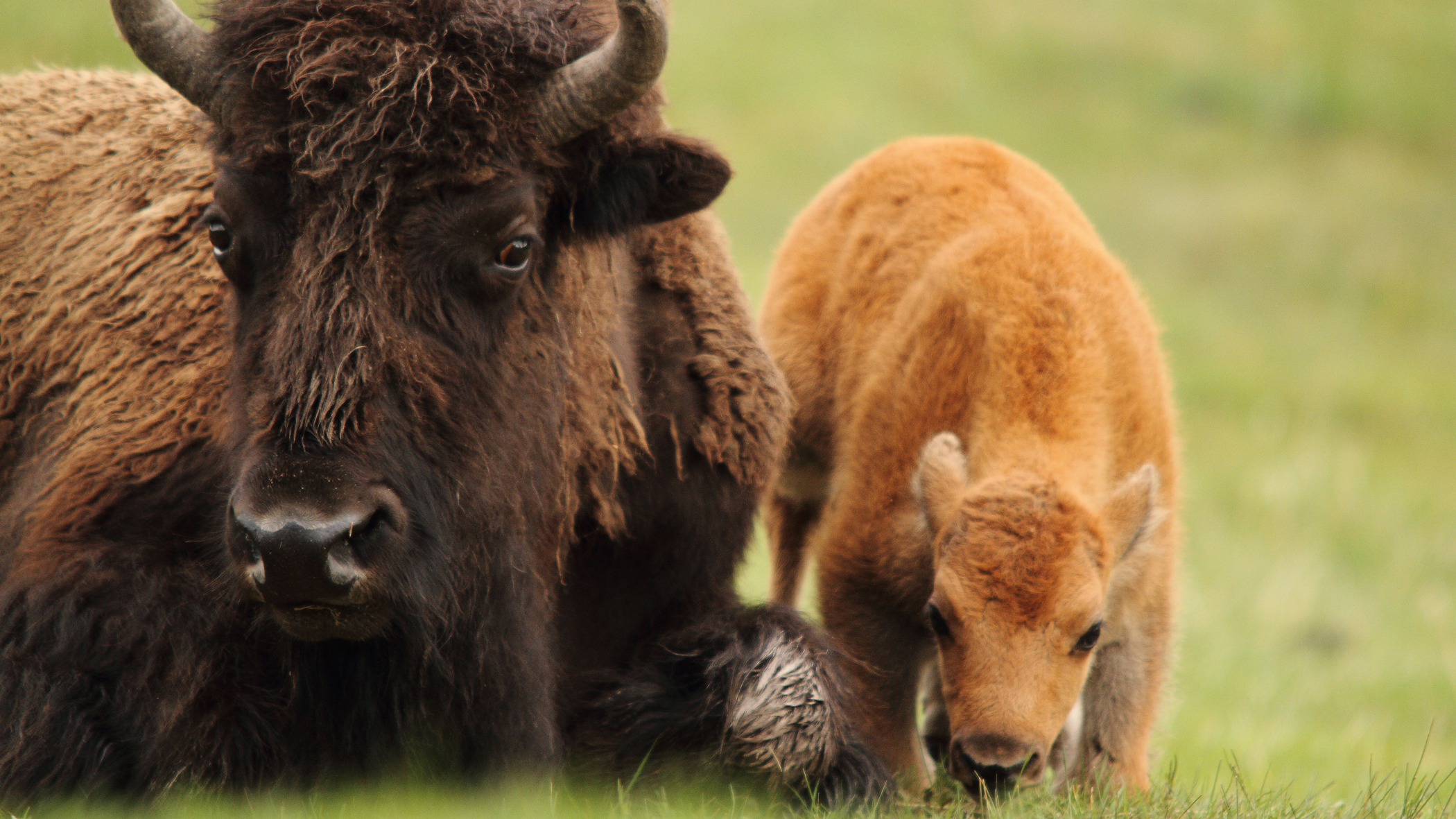 Conserving Bison in Indiana. Yes, Indiana. - Cool Green Science