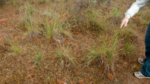 Attacking Invasive Cheatgrass at Its Root - Cool Green Science
