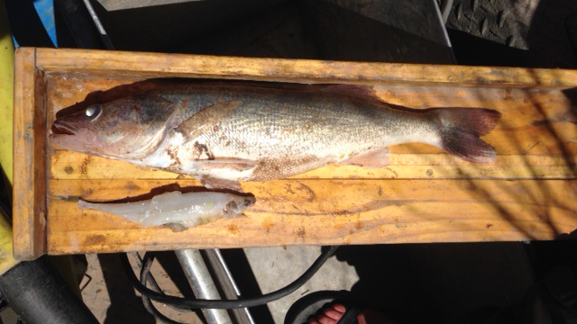 Recovery: Humpback Chubs, New Values and New Hope for Endangered Native ...