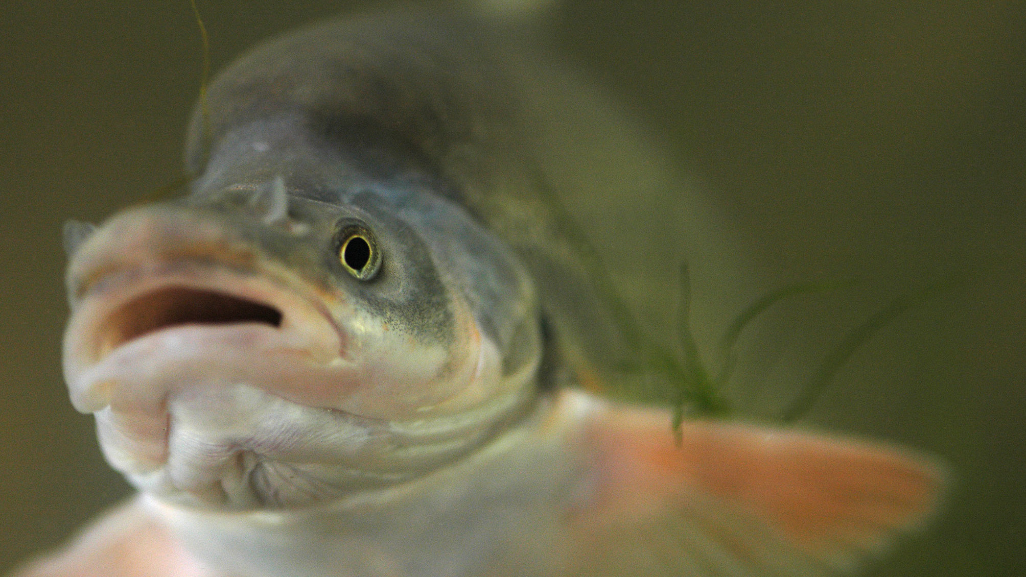 Recovery: Humpback Chubs, New Values and New Hope for Endangered Native ...