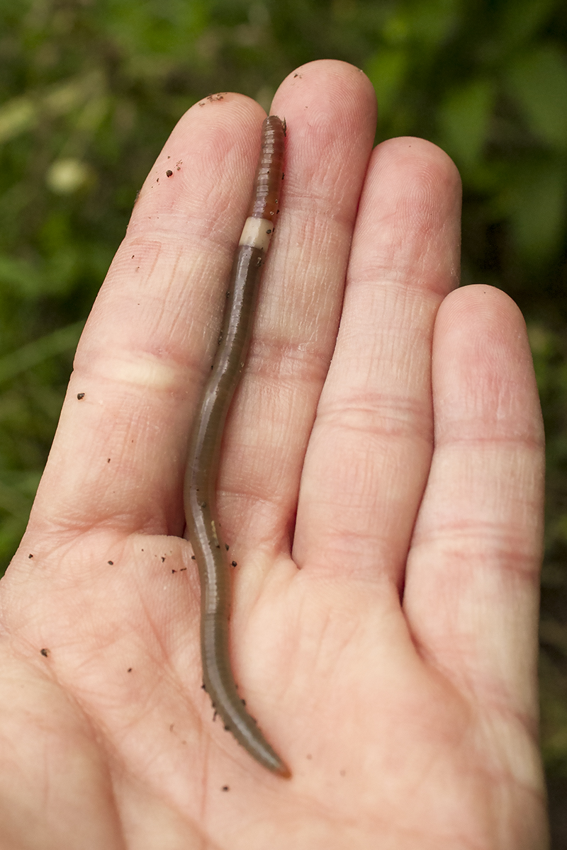 Jumping Worms: The Creepy, Damaging Invasive You Don’t Know