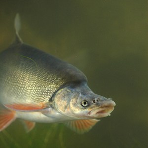 Recovery: Humpback Chubs, New Values and New Hope for Endangered Native ...