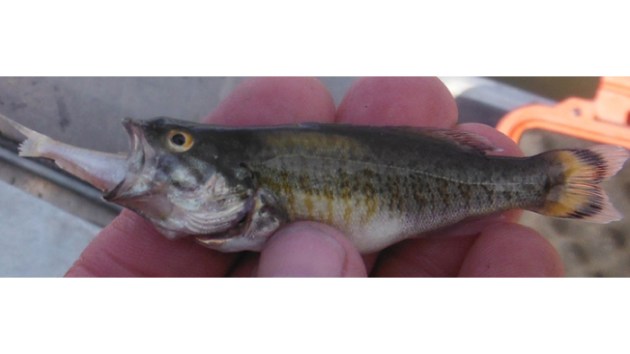 Recovery: Humpback Chubs, New Values and New Hope for Endangered Native ...
