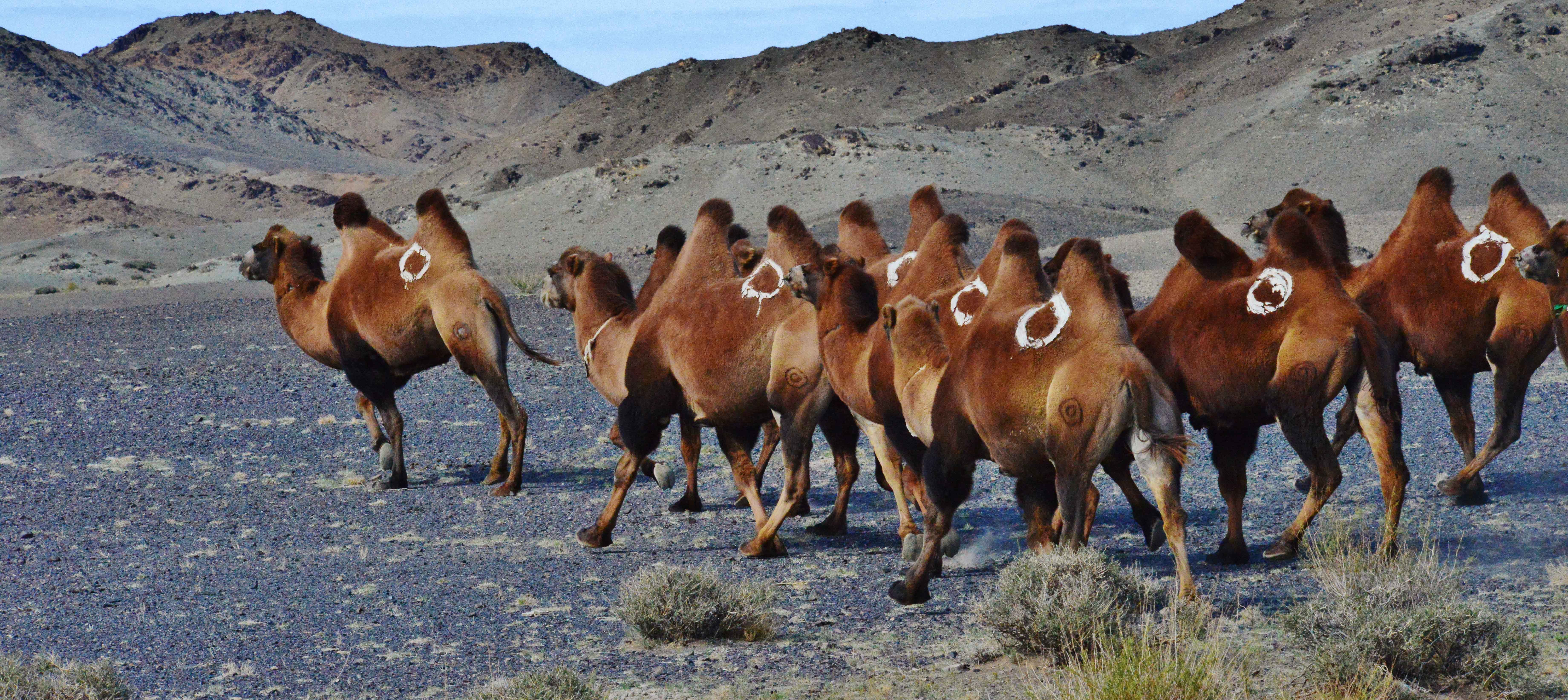 On the Trail of Ghost: Searching for Snow Leopards in Mongolia