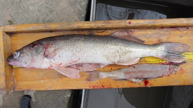 Recovery: Humpback Chubs, New Values and New Hope for Endangered Native ...