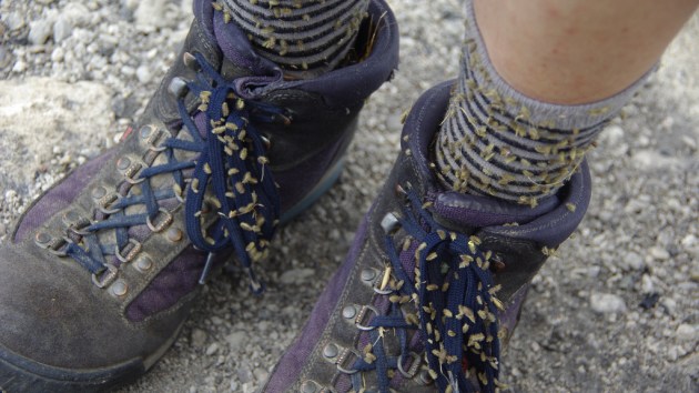 10 Weird Ways You Could Be Spreading Invasive Species - Cool Green Science