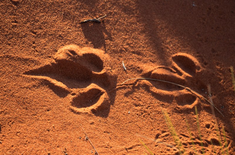 Wide Horizons: A Journey Across Martu Country