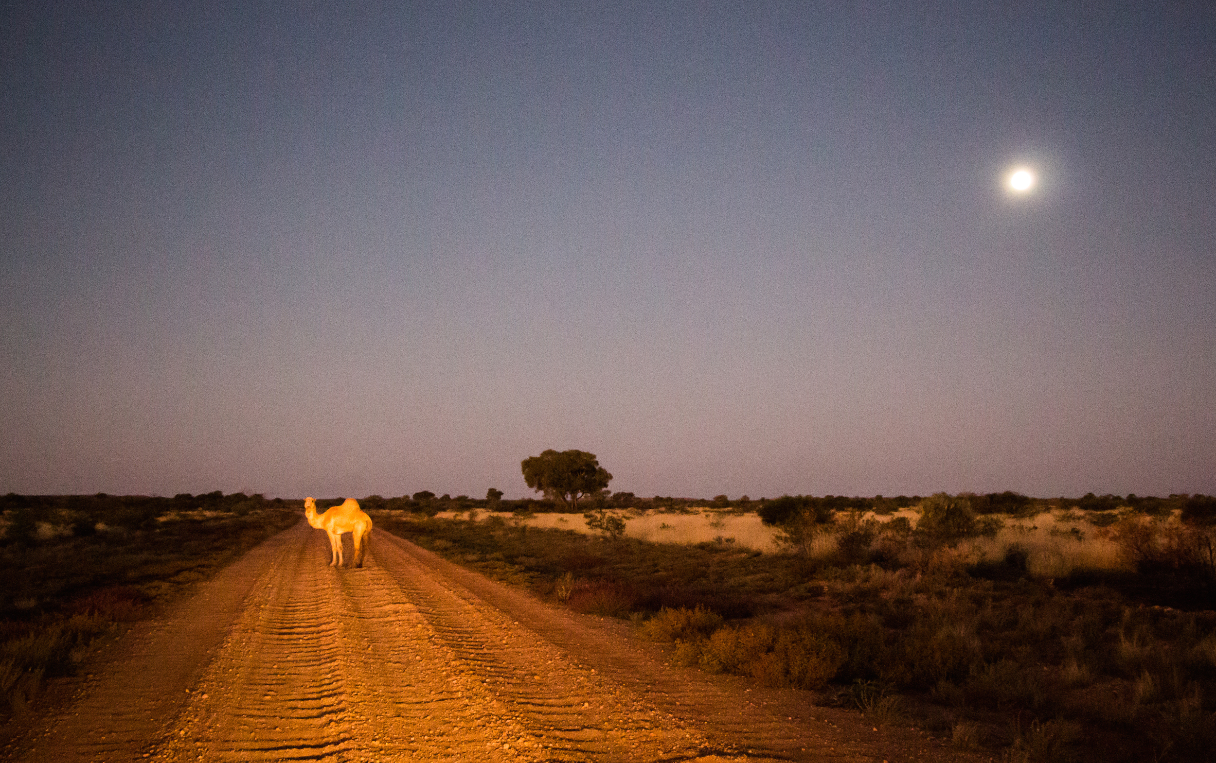 Wide Horizons: A Journey Across Martu Country