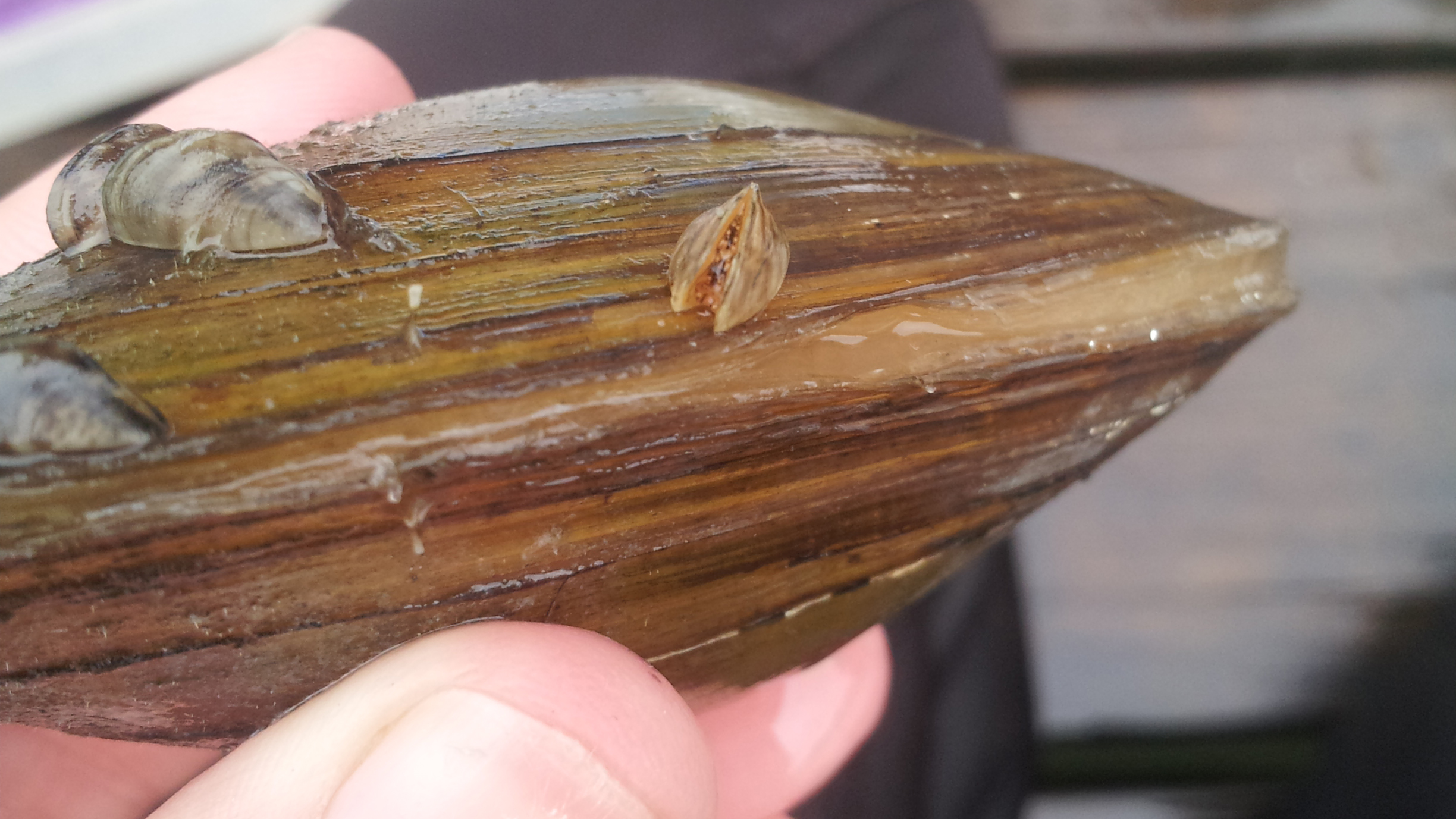The Zebra Mussel Hunter - Cool Green Science