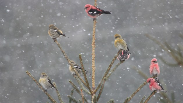 What Northern Bird Species Will Show Up at Your Feeder This Year ...