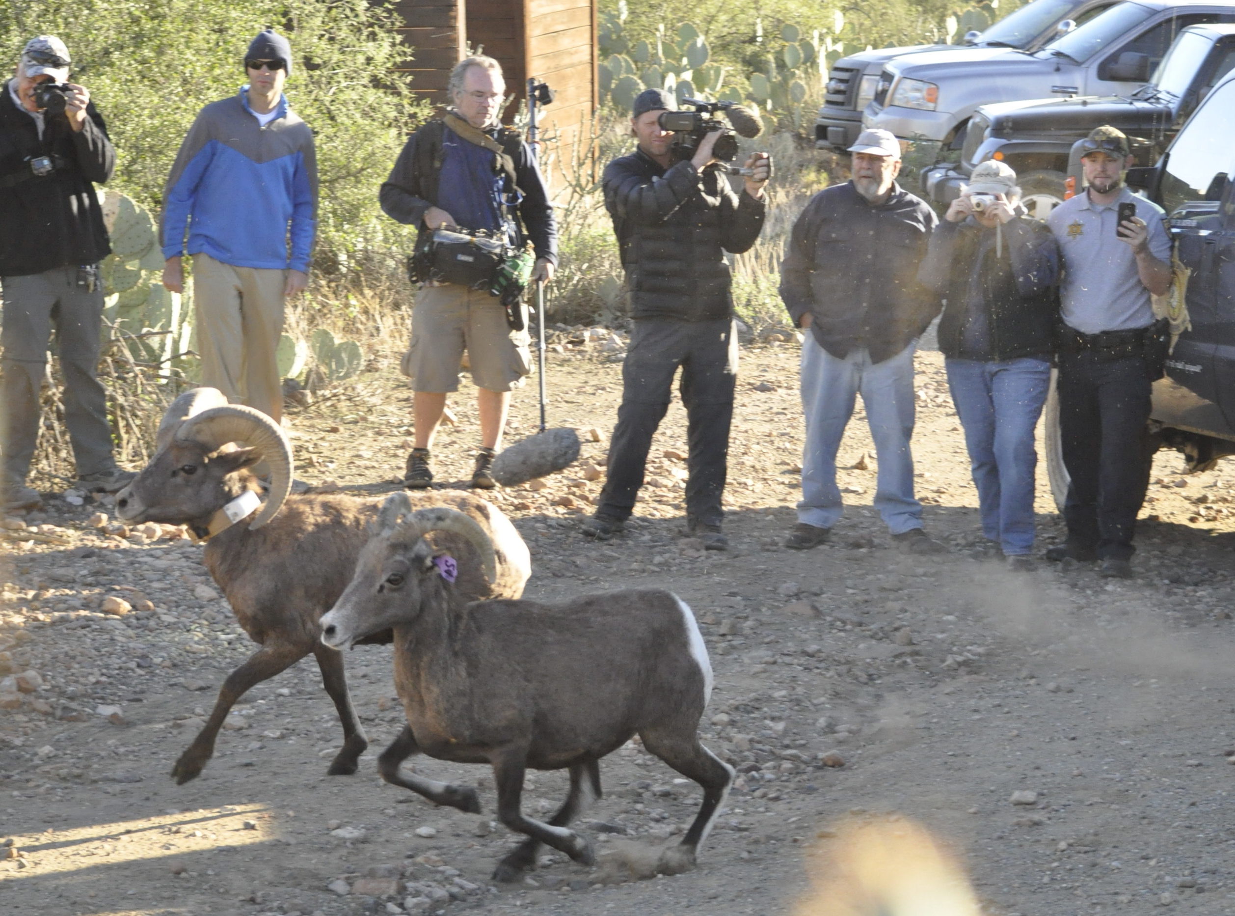 Desert Bighorn Sheep Range