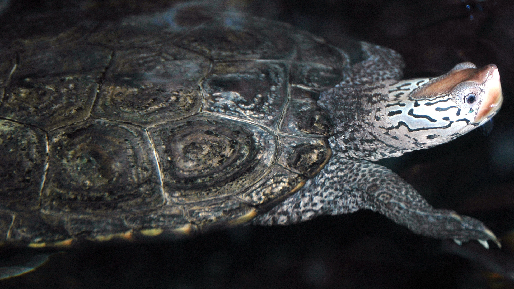 Torpid Turtles, Tortoises, and Terrapins - Cool Green Science