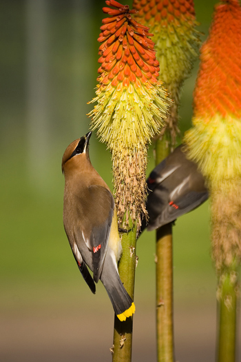 Waxwings Really Have Wax Wings - Cool Green Science