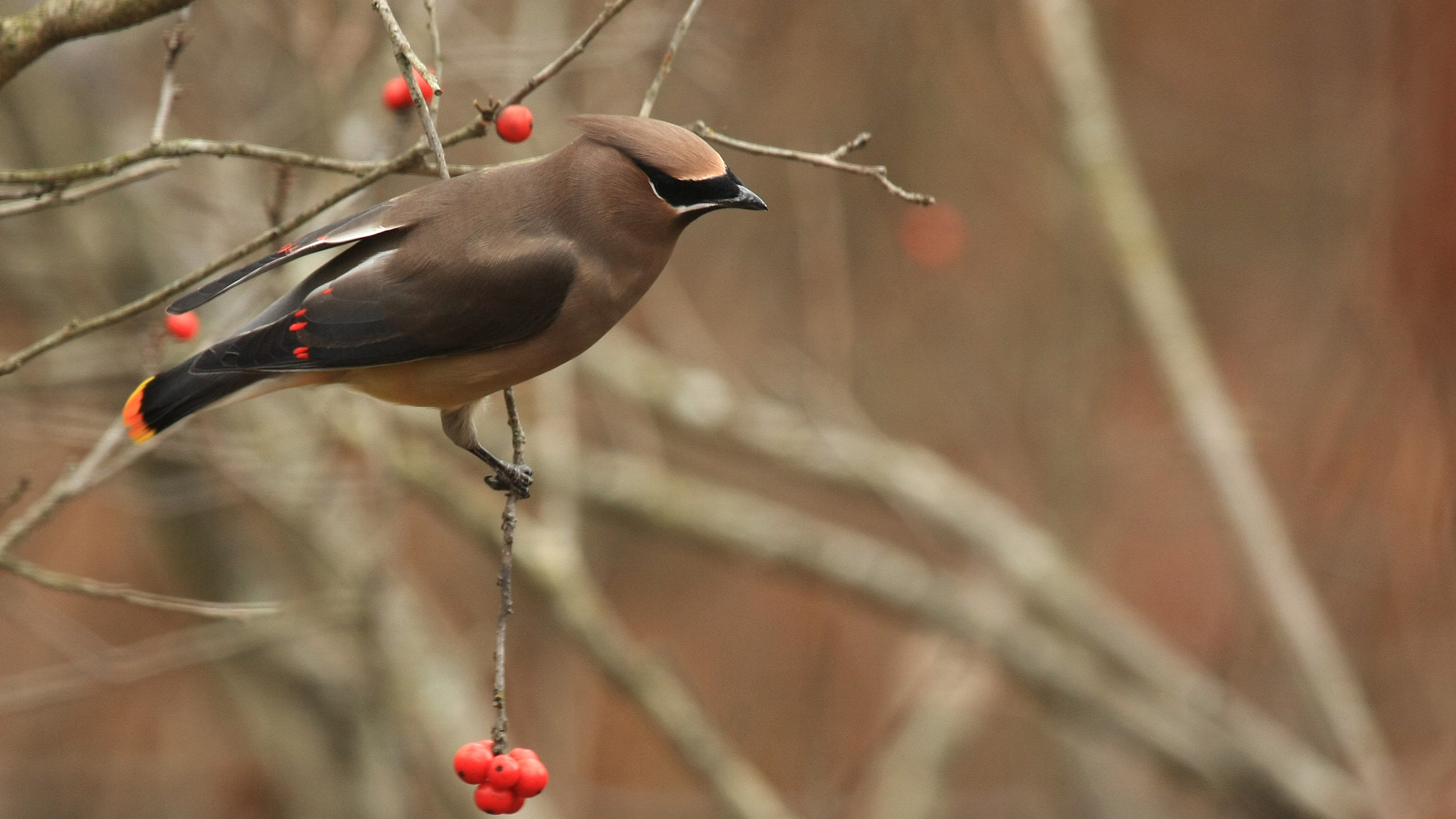 Waxwings Really Have Wax Wings - Cool Green Science