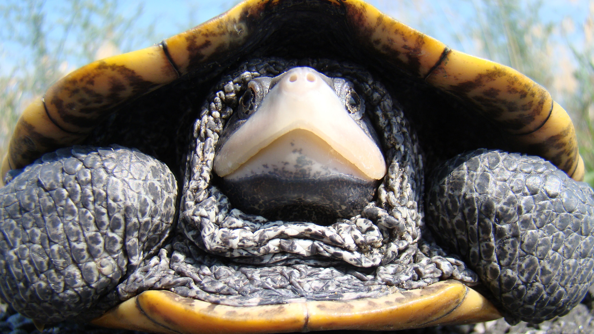 Torpid Turtles, Tortoises, and Terrapins - Cool Green Science