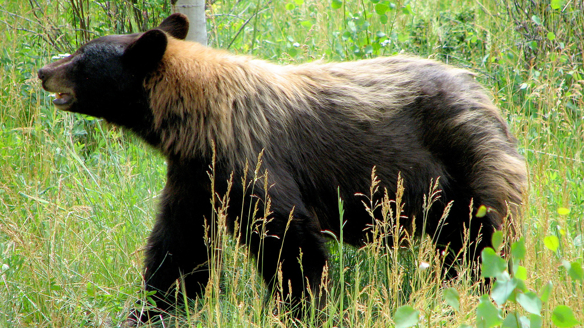When Is a Black Bear Actually a Blue Bear? - Cool Green Science
