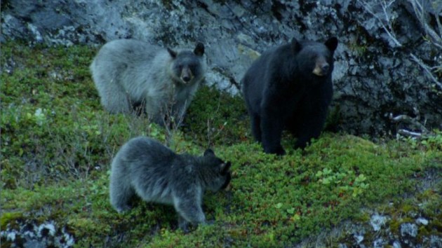 When Is a Black Bear Actually a Blue Bear? - Cool Green Science