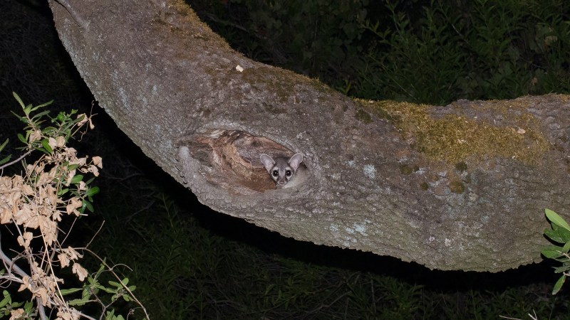 The Cutest US Mammal You’ve Probably Never Seen - Cool Green Science